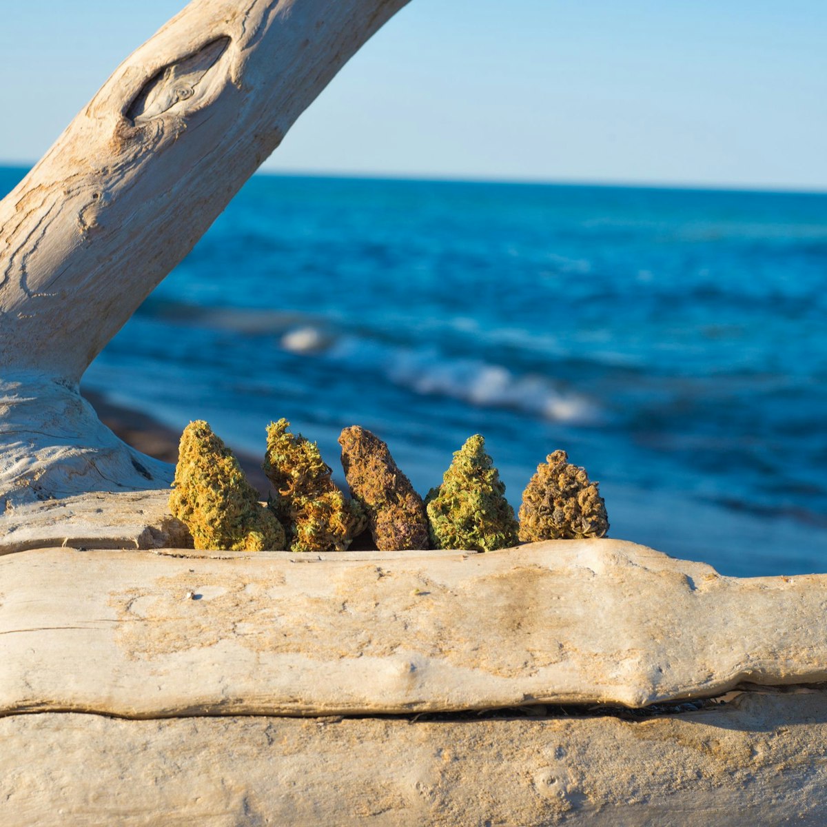 Gold Coast Cannabis Insurance Products on Leafly