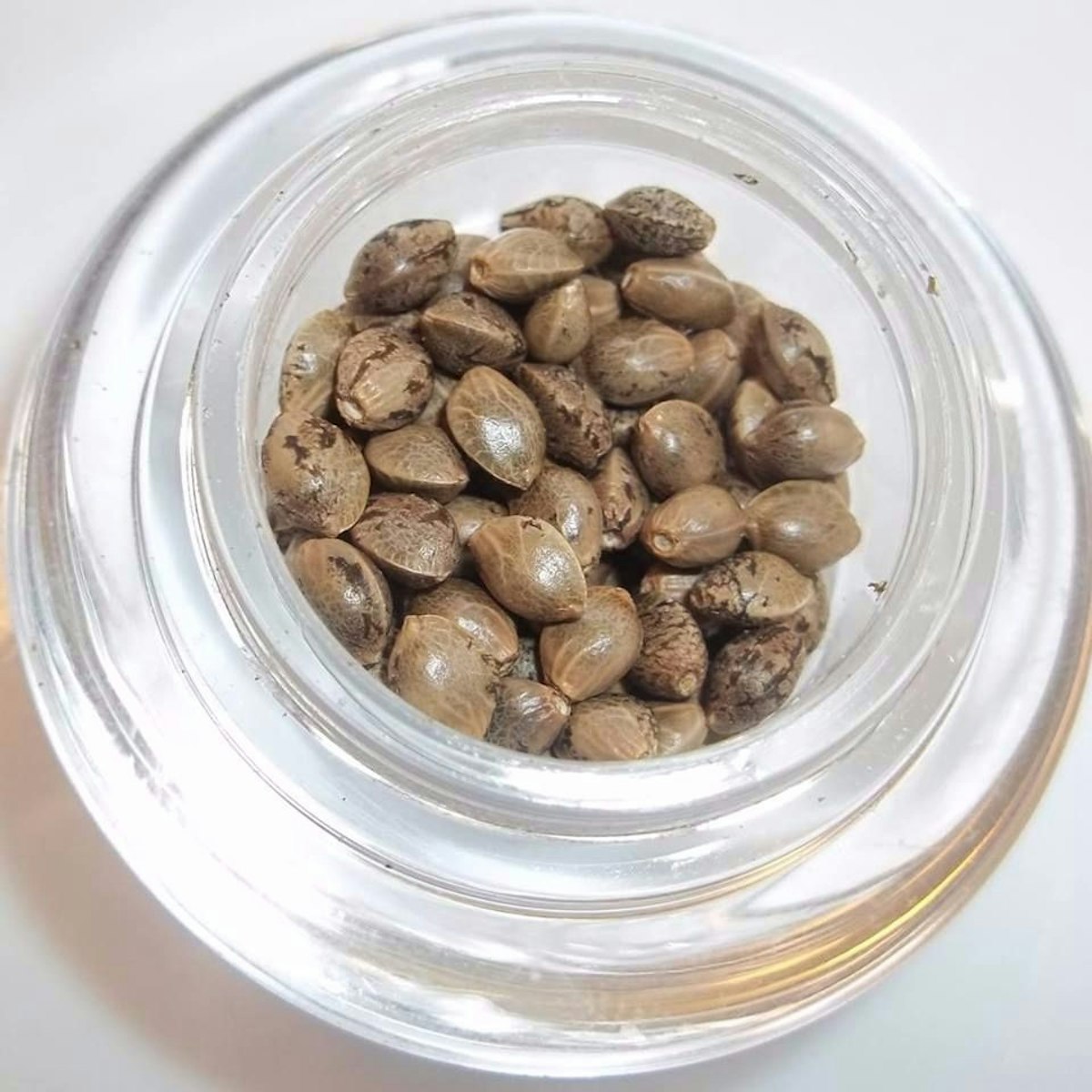 Just Seeds and Stems Products on Leafly