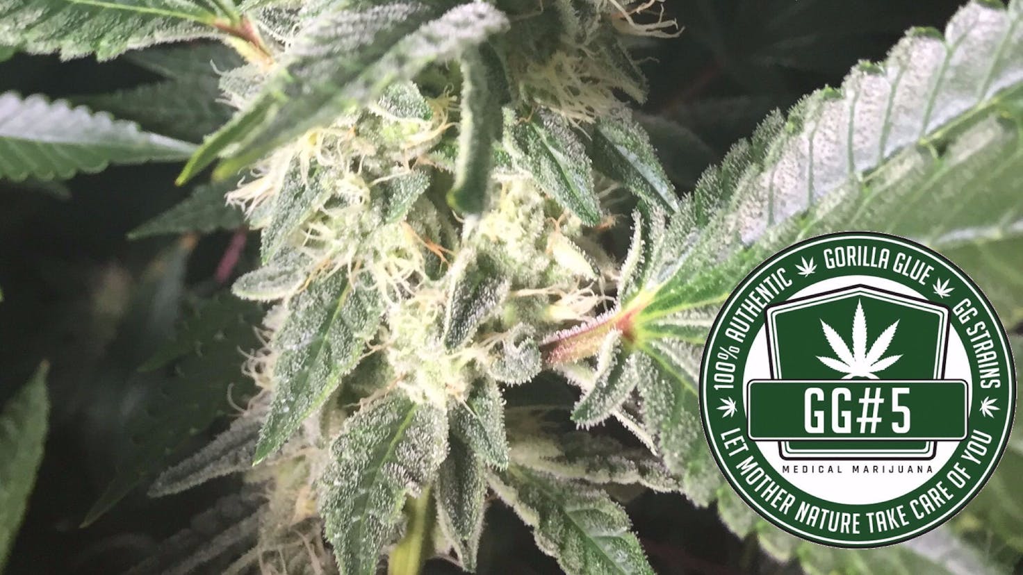 GG Strains LLC Products on Leafly