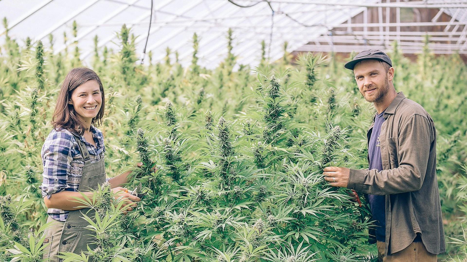 Anthill Farm Agroforestry: Organic Hemp flower and CBD products | Leafly