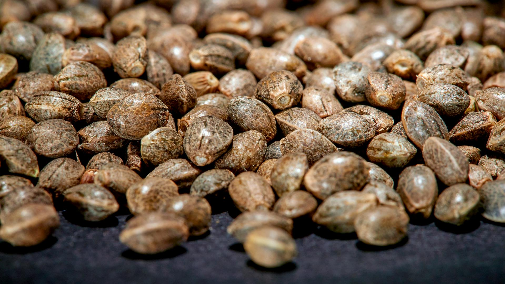 Cope CBD | Bulk Feminized CBD Seed | White Label | Extracts: Colorado's ...