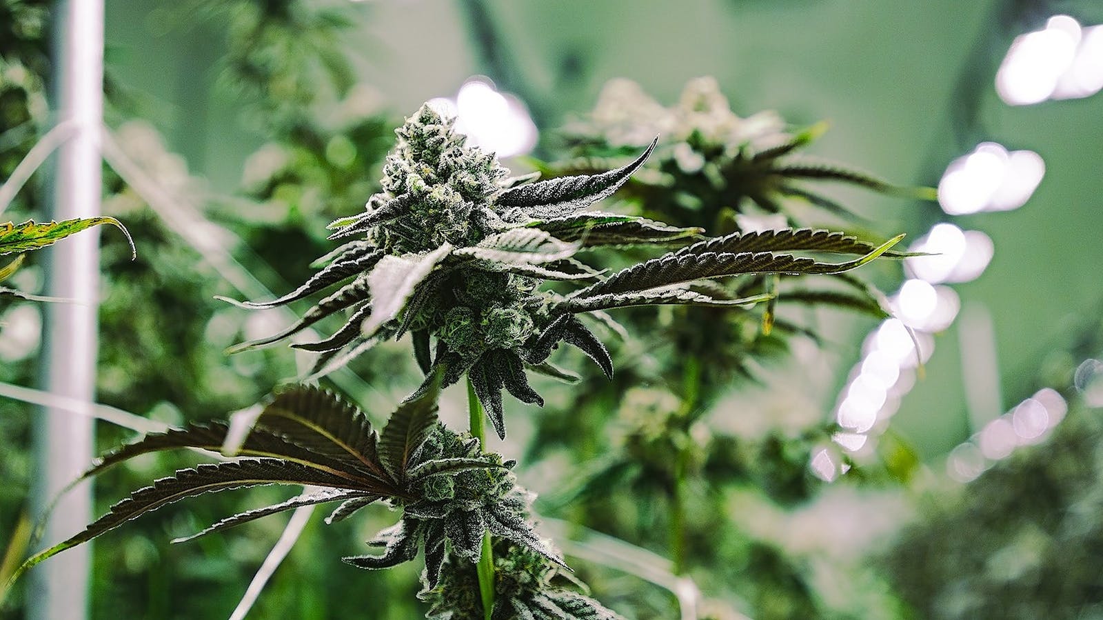 Lumpy's Flowers: NorCal’s TRUE craft cannabis Legacy brand. | Leafly