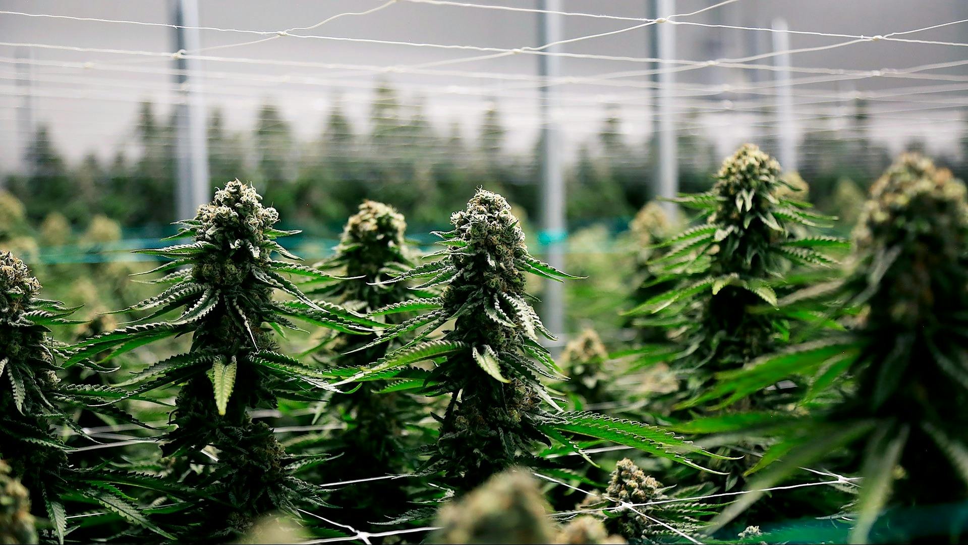 Sonoran Roots: Craft Cannabis | Leafly