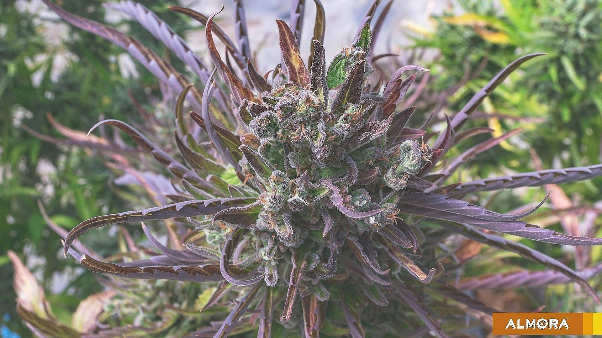 Almora: Naturally Better | Leafly
