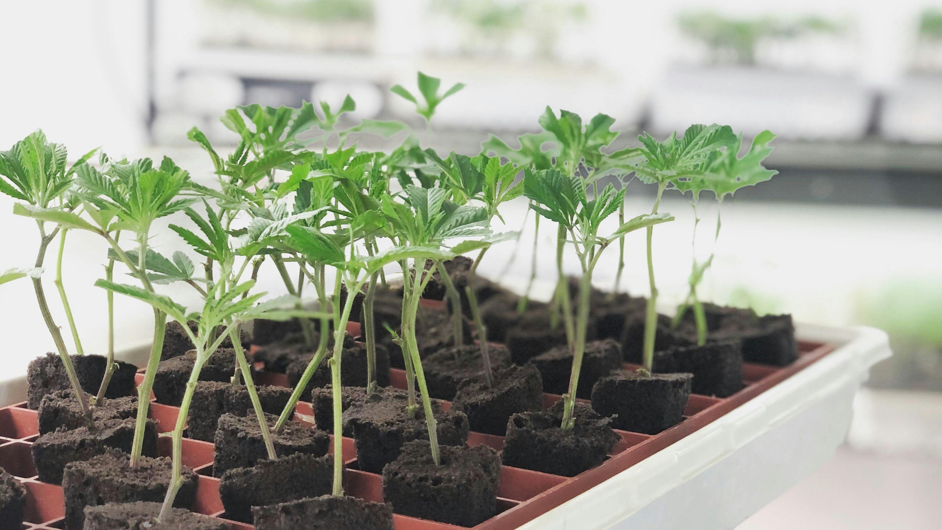 Sweetwater Farms: Naturally Sweet - Soil Based. Organically Fed. Slow ...