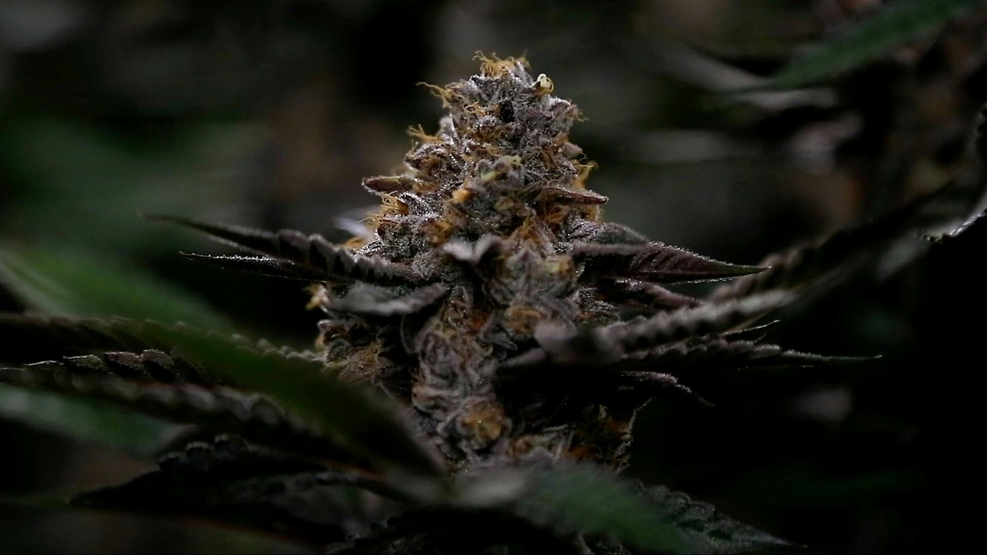 Sonoran Roots: Craft Cannabis | Leafly