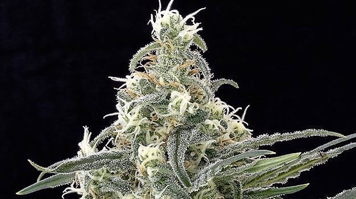 Cannabis Training University (CTU): World's leading online cannabis ...