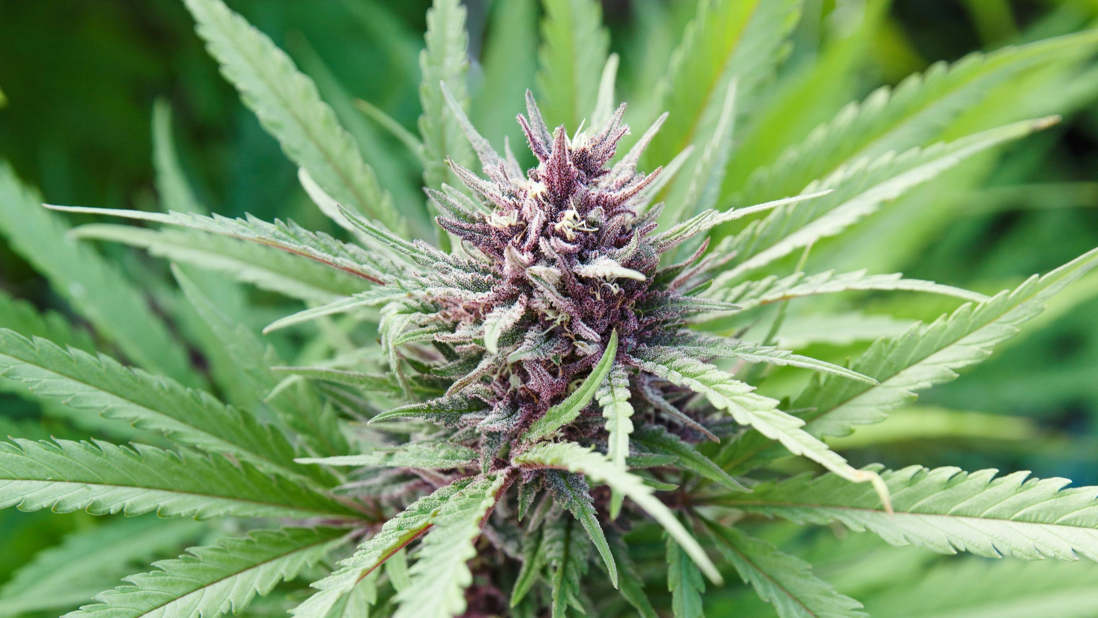 Winberry Farms: Organically Grown in Oregon On The Banks of Winberry ...