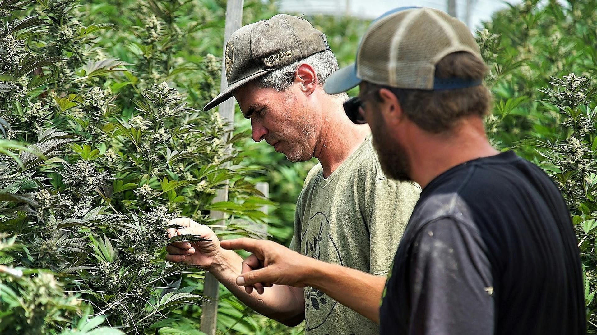 Talking Trees: Listen to the Trees | Leafly