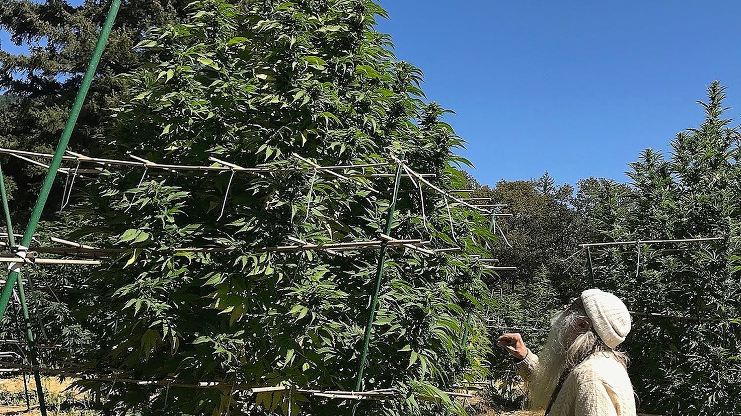 Swami Select Products on Leafly