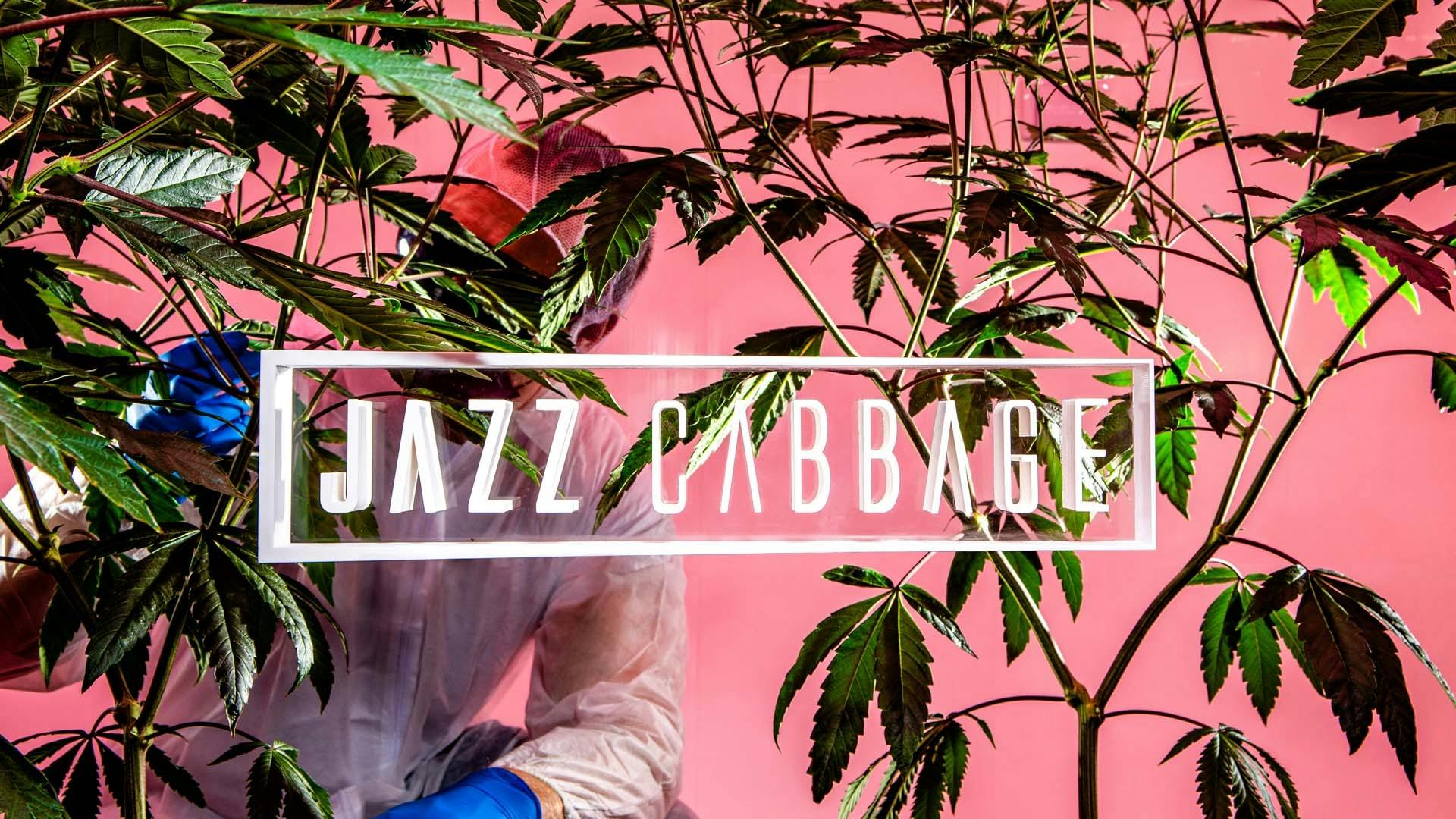 Jazz Cabbage: Exquisitely Engineered Small Batch Craft Cannabis | Leafly