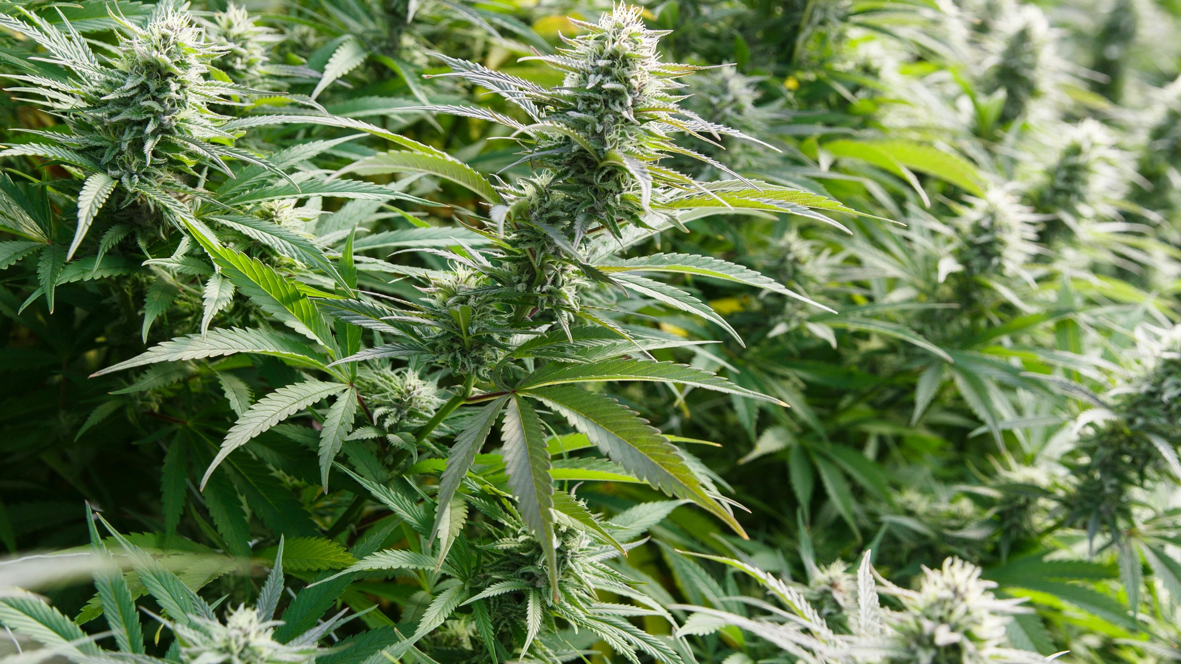 Winberry Farms: Organically Grown in Oregon On The Banks of Winberry ...