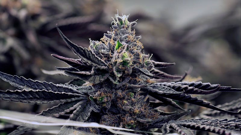 Sonoran Roots: Craft Cannabis | Leafly