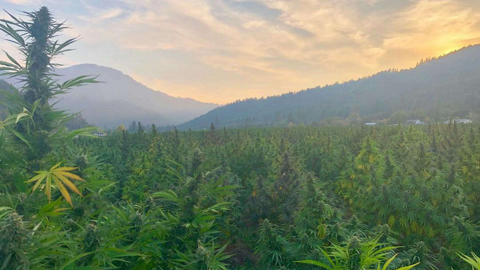 Hemp Worldwide Farms: The Most Extensive Variety of Farm Direct CBD ...