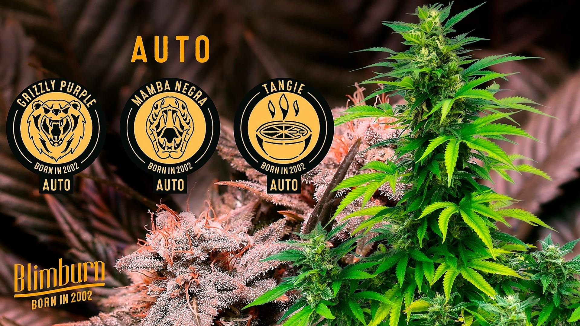 Blimburn Seeds Bank: At the heart of European Cannabis Culture | Leafly