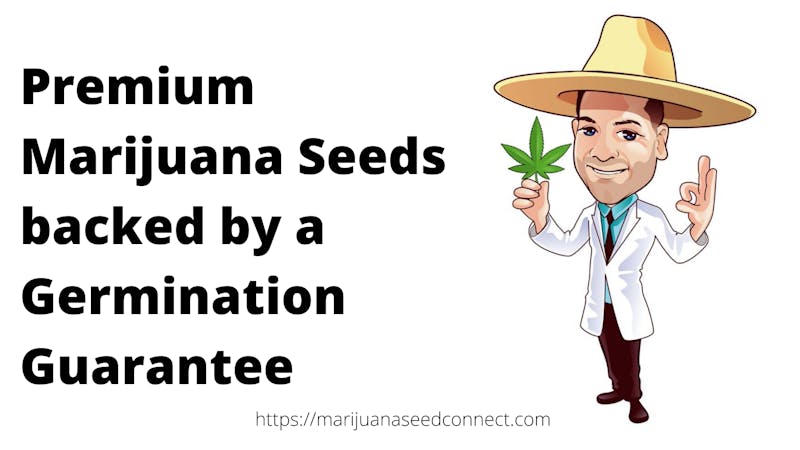 The Seed Connect: Premium Seeds, Guaranteed Germination. | Leafly