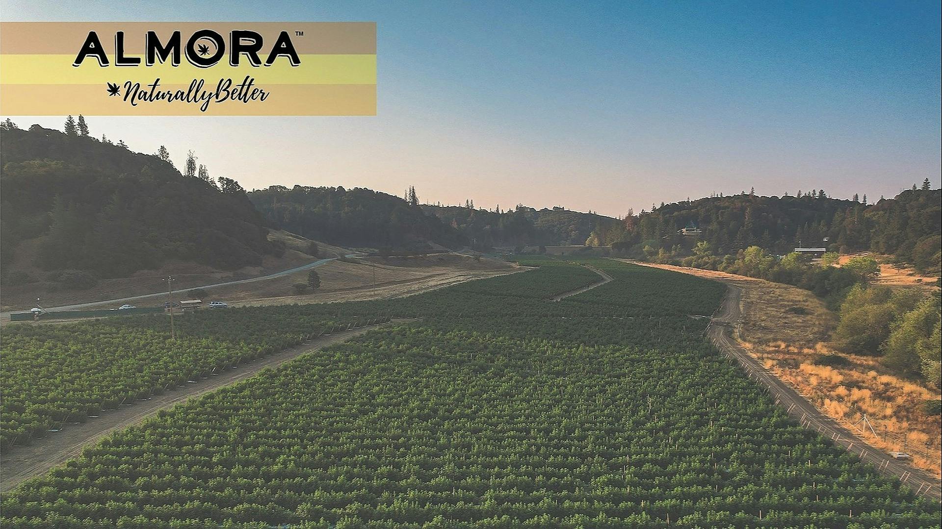 Almora: Cannabis the way nature intended | Leafly