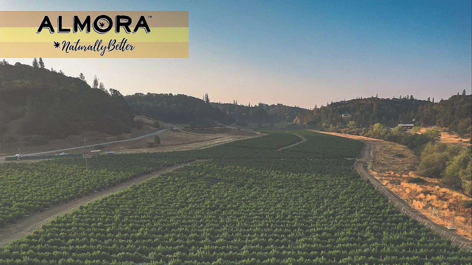 Almora: Cannabis the way nature intended | Leafly