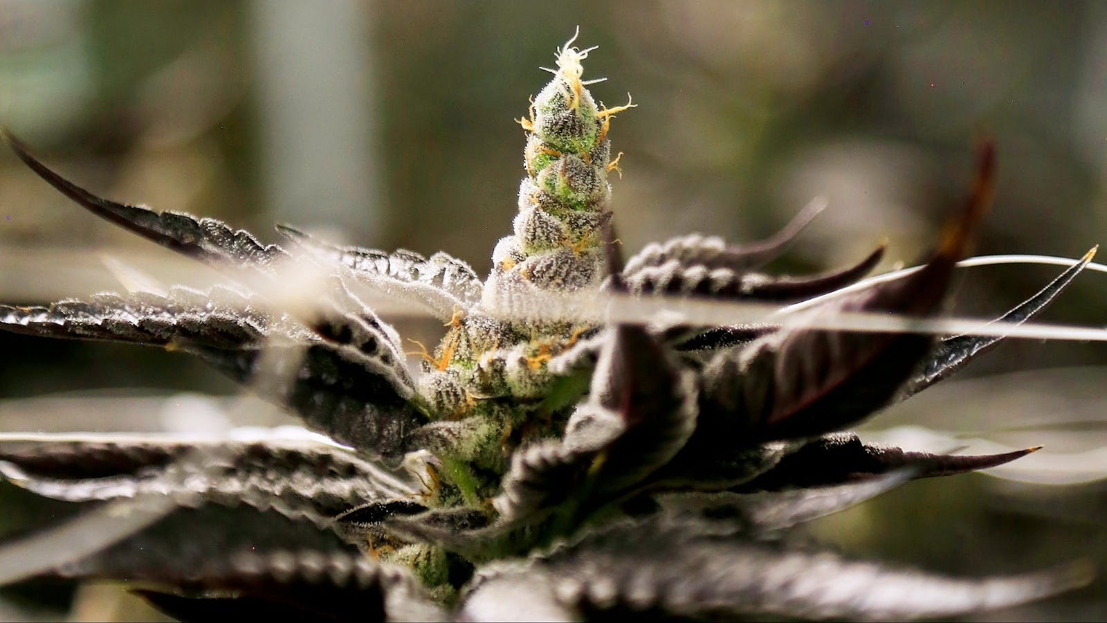 Sonoran Roots: Craft Cannabis | Leafly