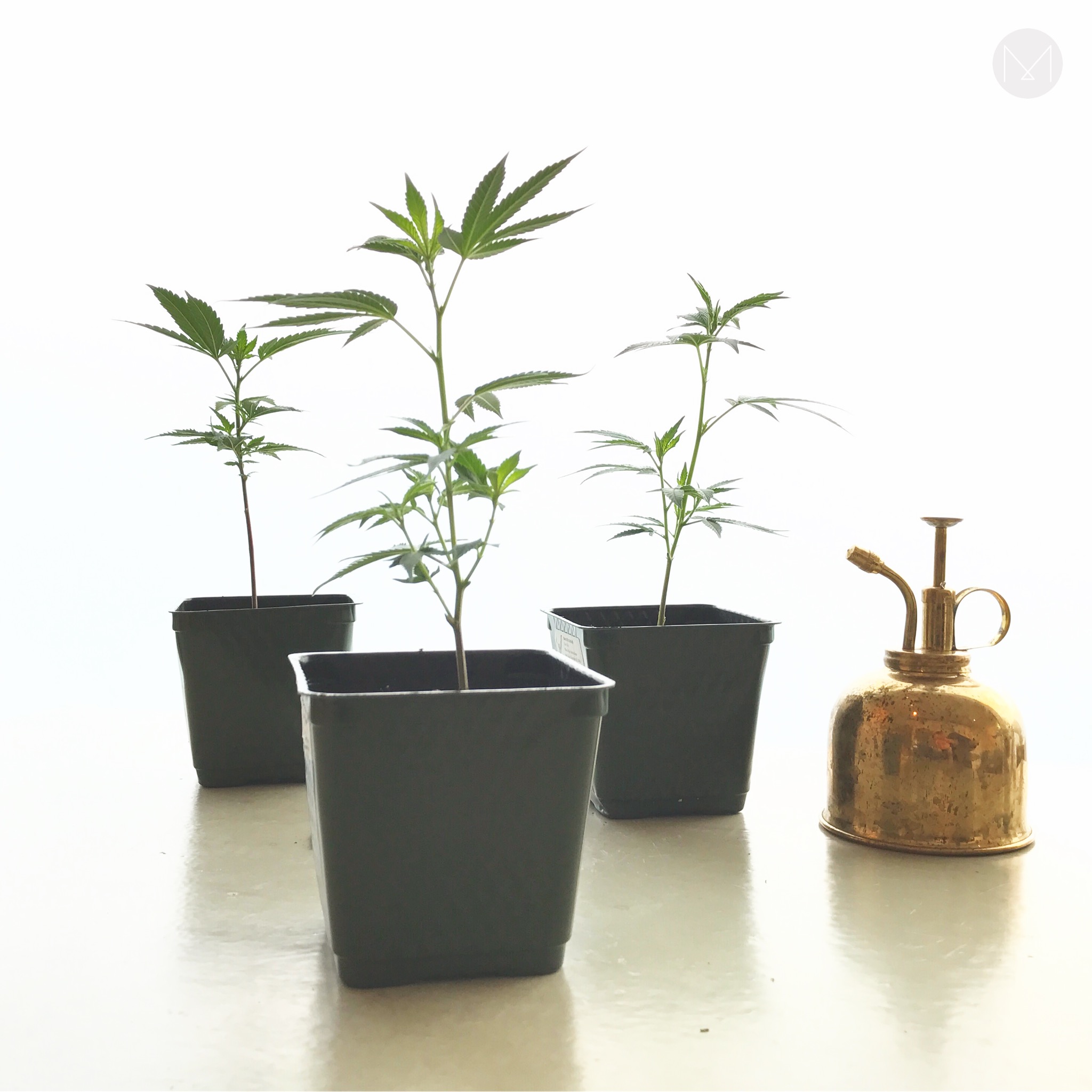 MOSS CROSSING | Eugene, OR Dispensary | Leafly