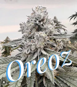 Cannabaska | Dispensary Menu, Reviews & Photos