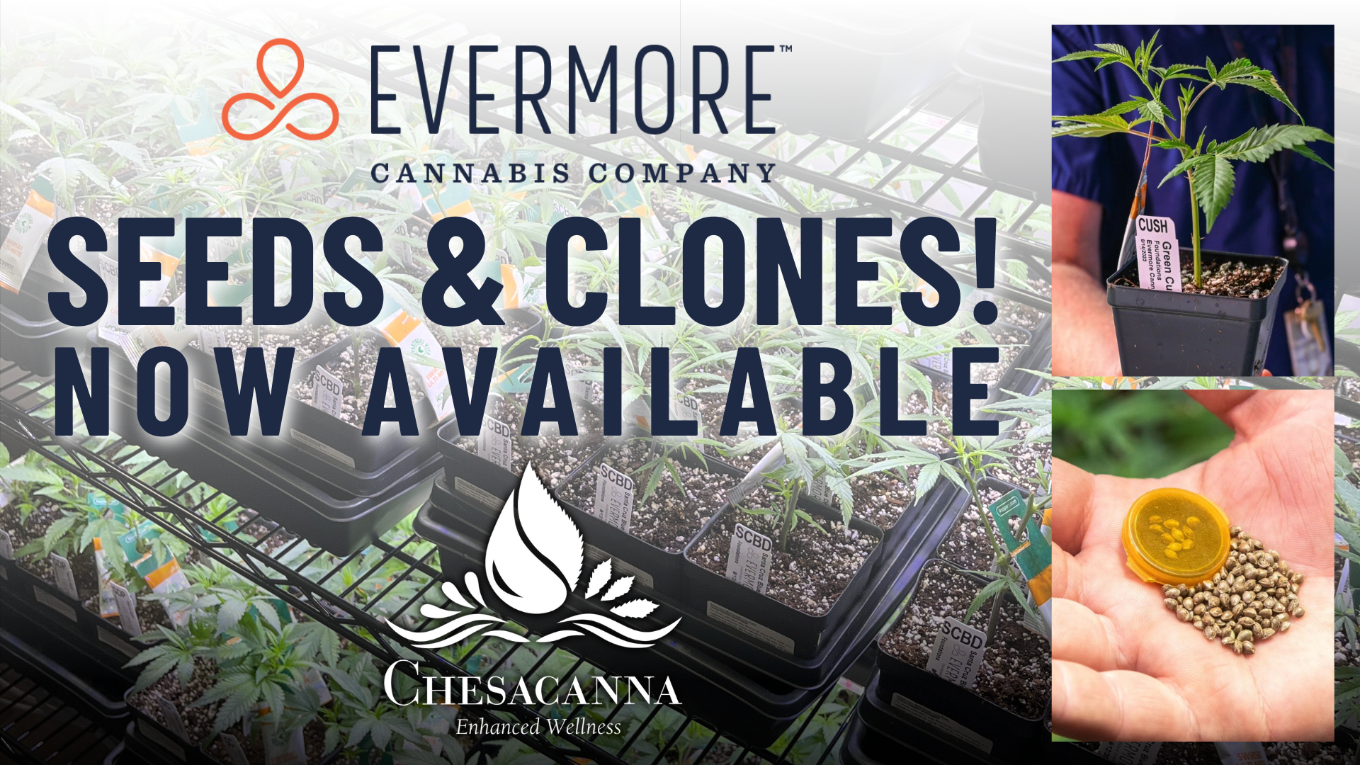 Chesacanna | Dispensary Menu, Reviews & Photos