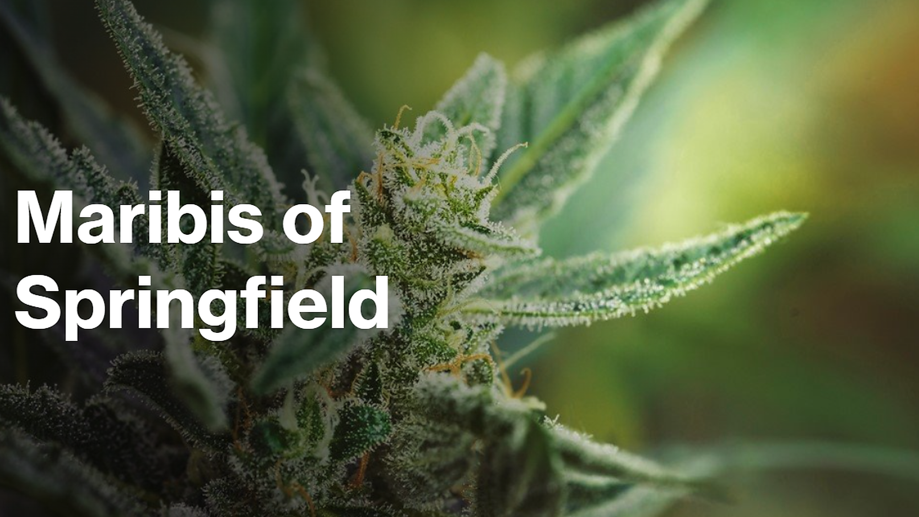 Maribis of Springfield (Medical) | Dispensary Menu, Reviews & Photos