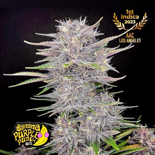 Fast Buds Autoflowering Cannabis Seeds: Banana Purple Punch Auto | Fast ...