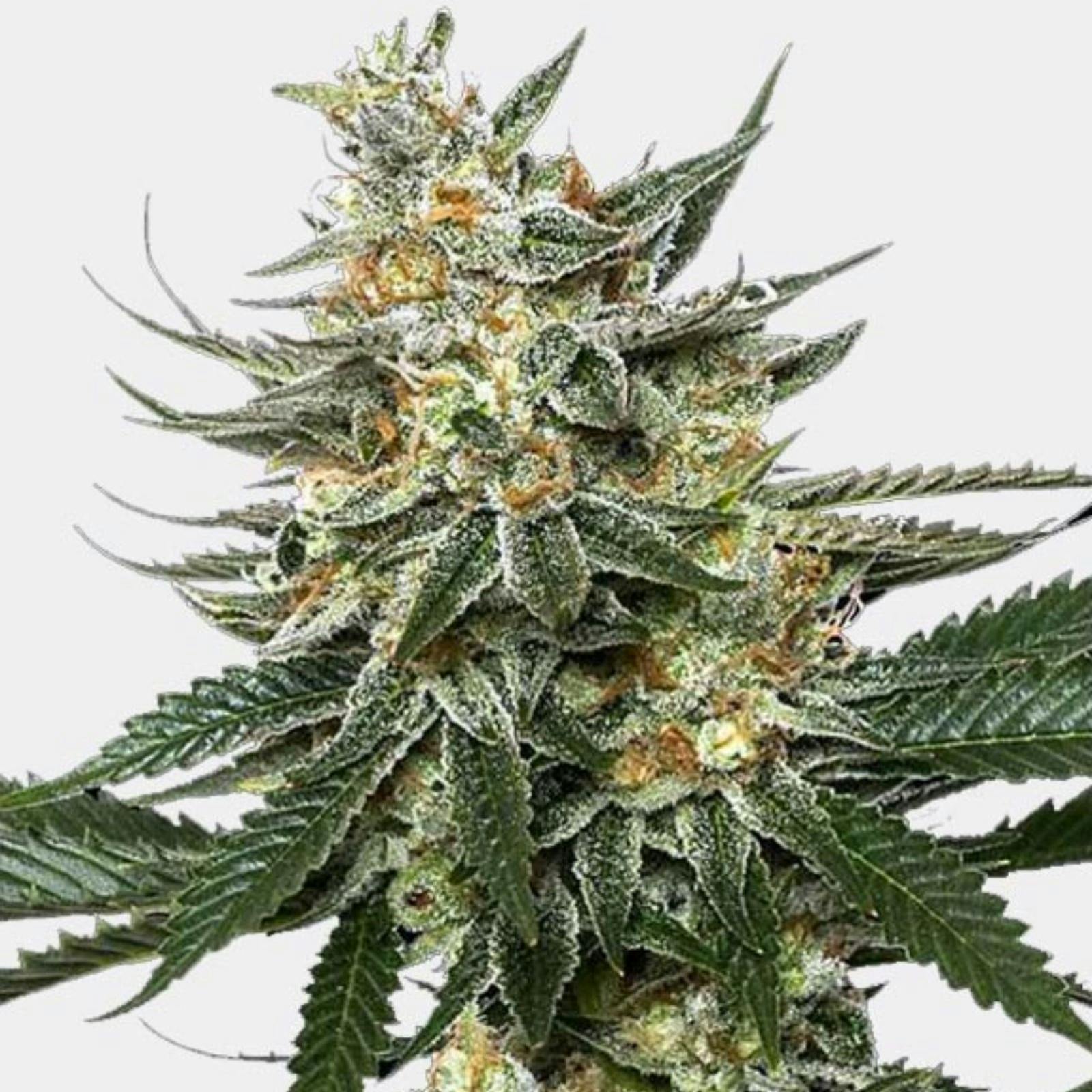 Seed Bank: Tangie Seeds | Leafly