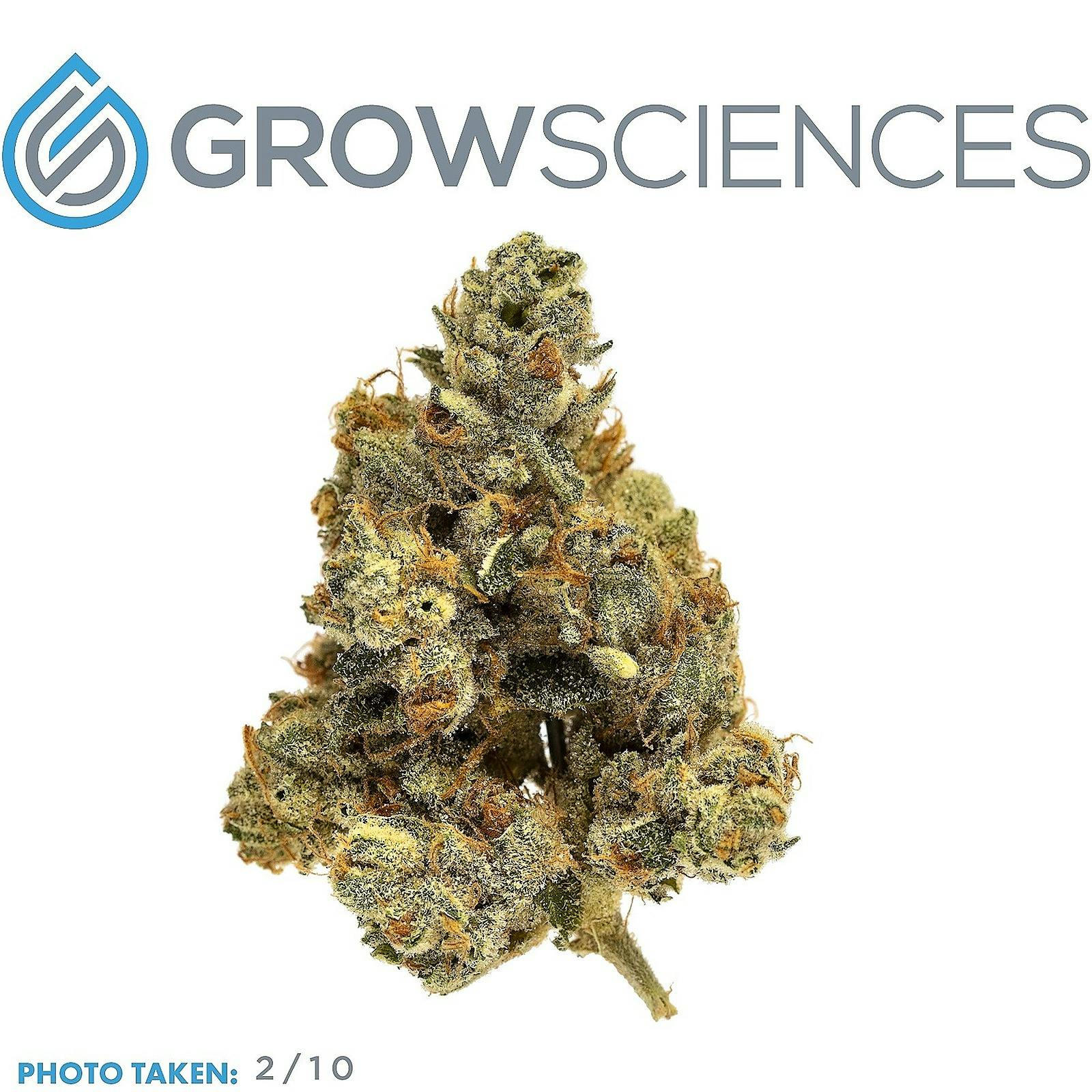 Grow Sciences: Sour San Souci | Leafly