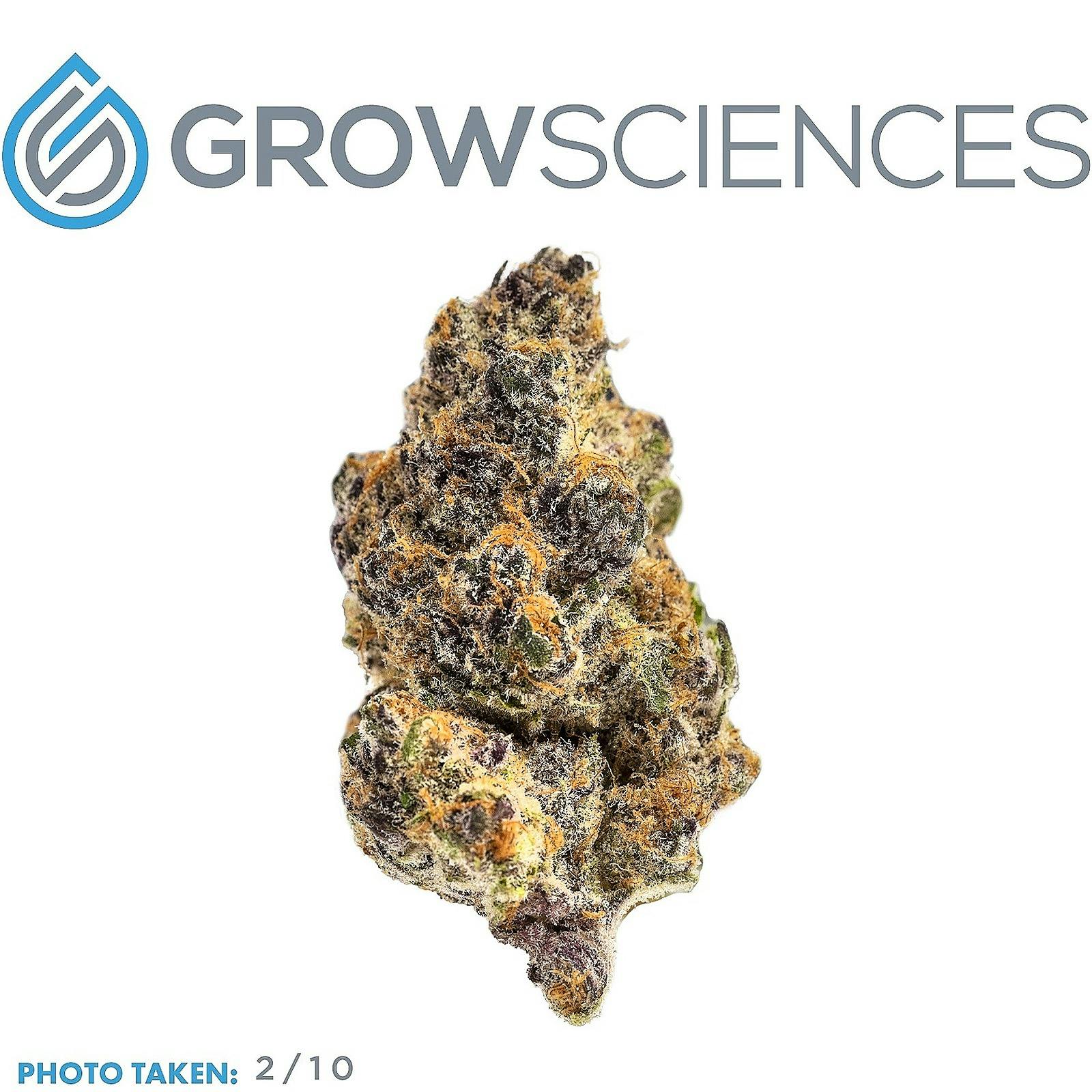 Grow Sciences: Tropicana Punch | Leafly