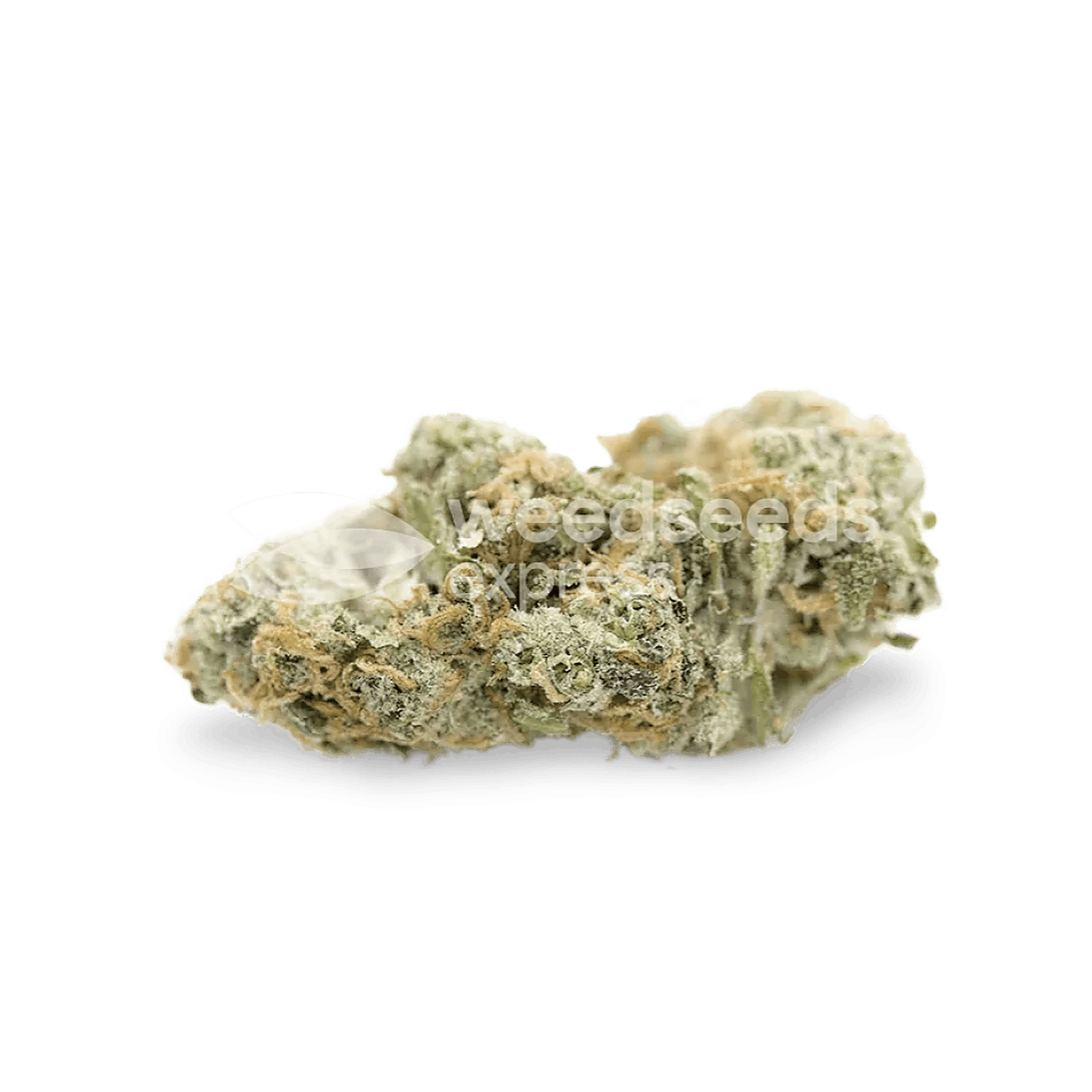 Weedseedsexpress: Jack Widow autoflower seeds | Leafly