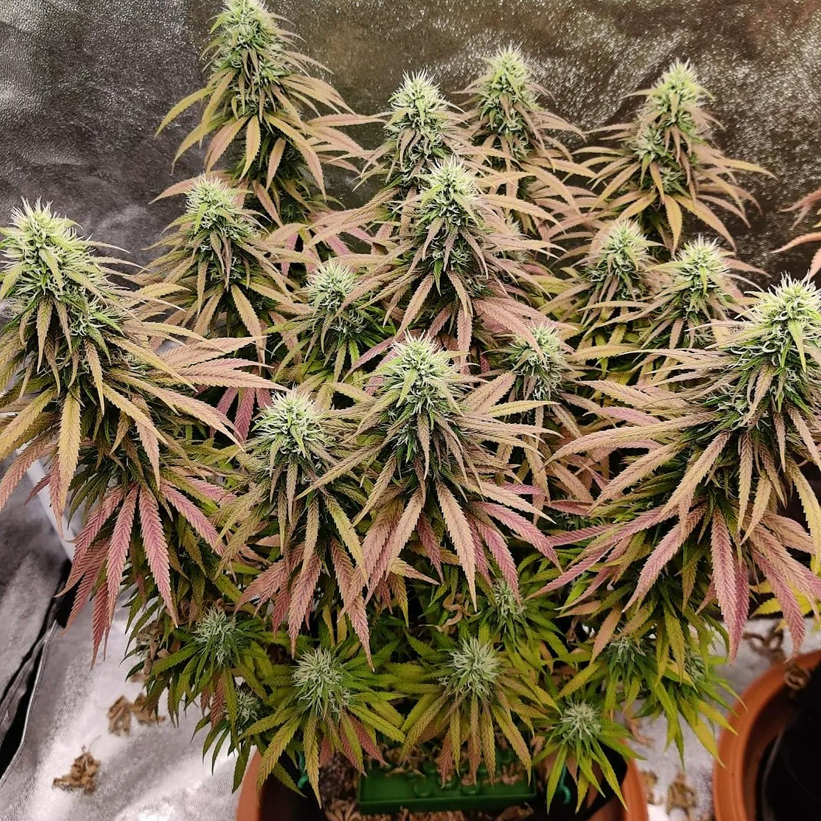 NukeHeads: Nuclear Fire Kush | Leafly