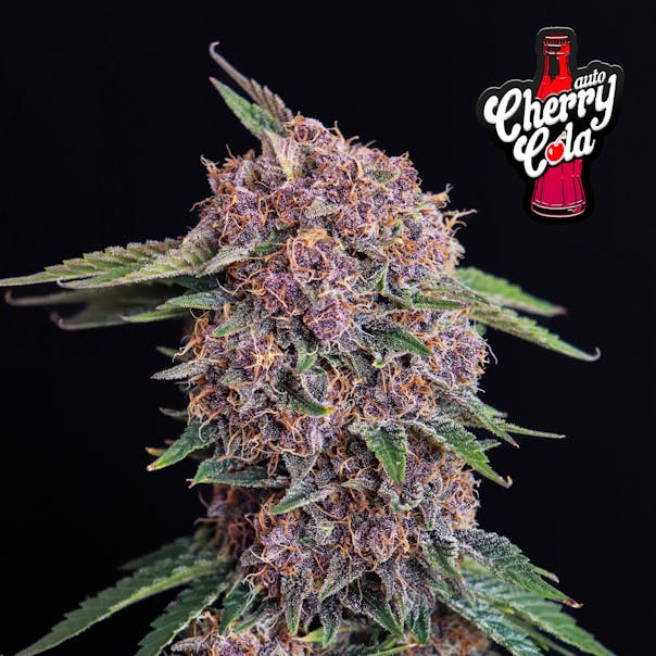 Fast Buds Autoflowering Cannabis Seeds: Cherry Cola Auto | Fast Buds ...