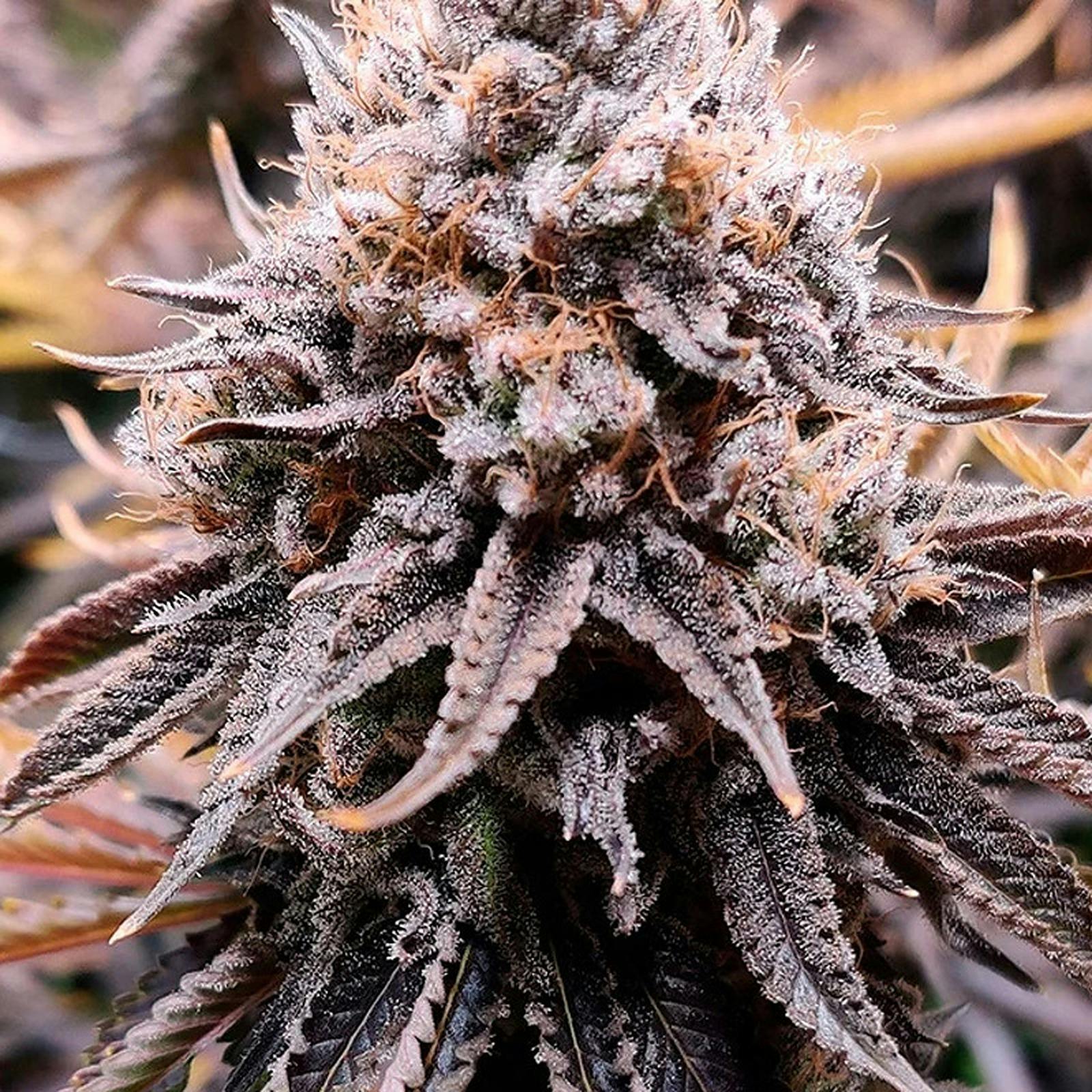 Marijuana Clones Online: Mimosa Clones | Shipping To All 50 States | Leafly