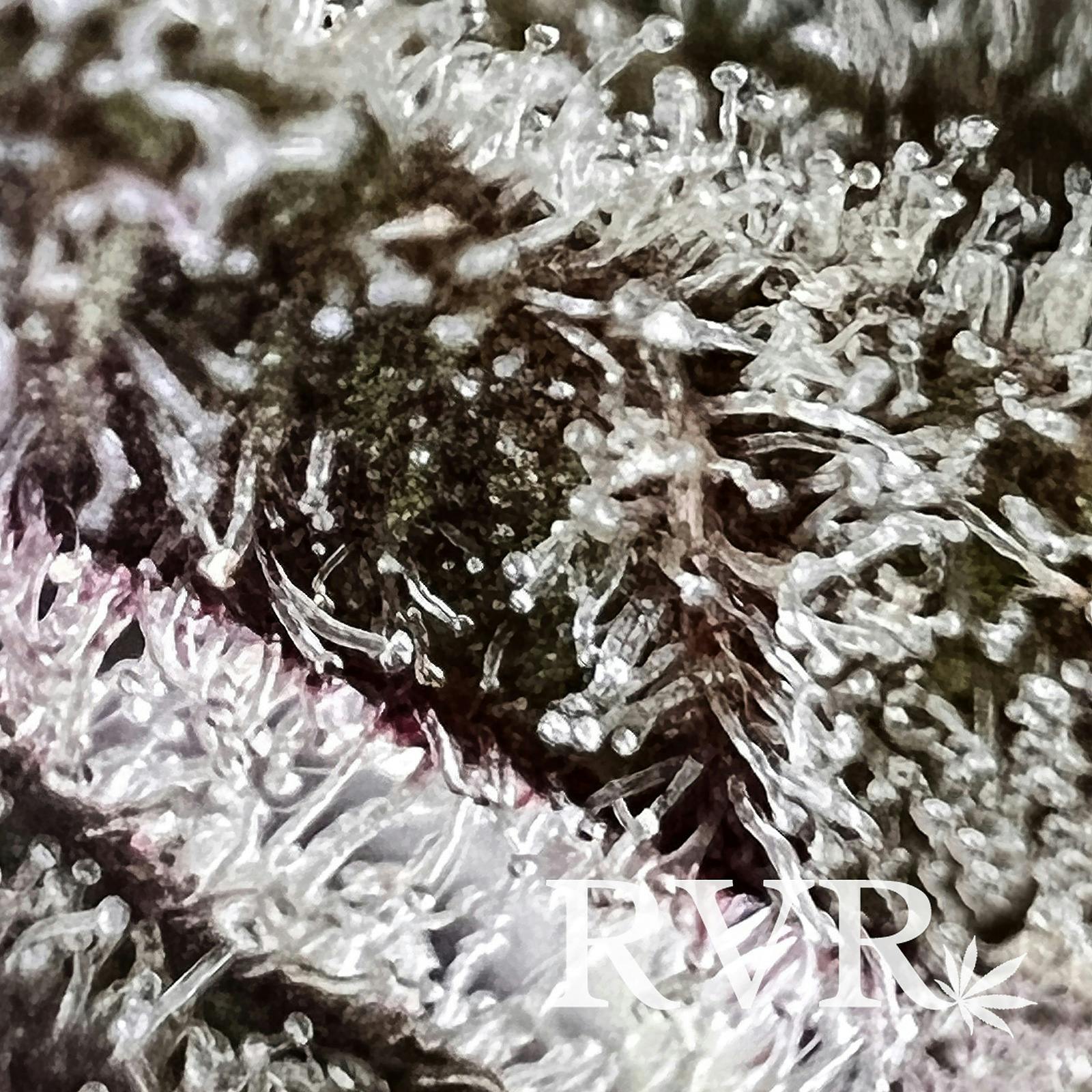 River Valley Relief: Log Cabin | Leafly