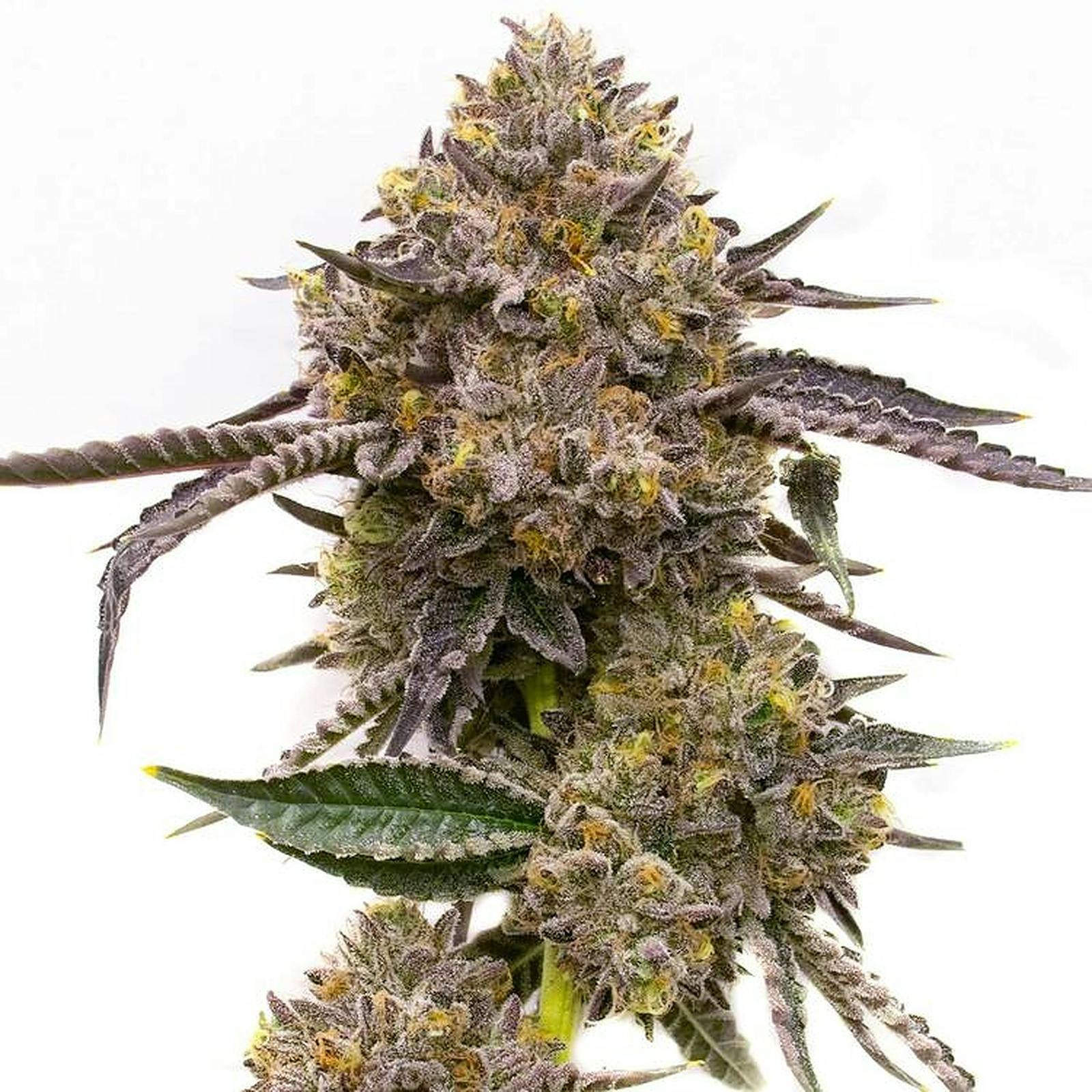 United Cannabis Seeds: Purple Haze Feminized | Leafly