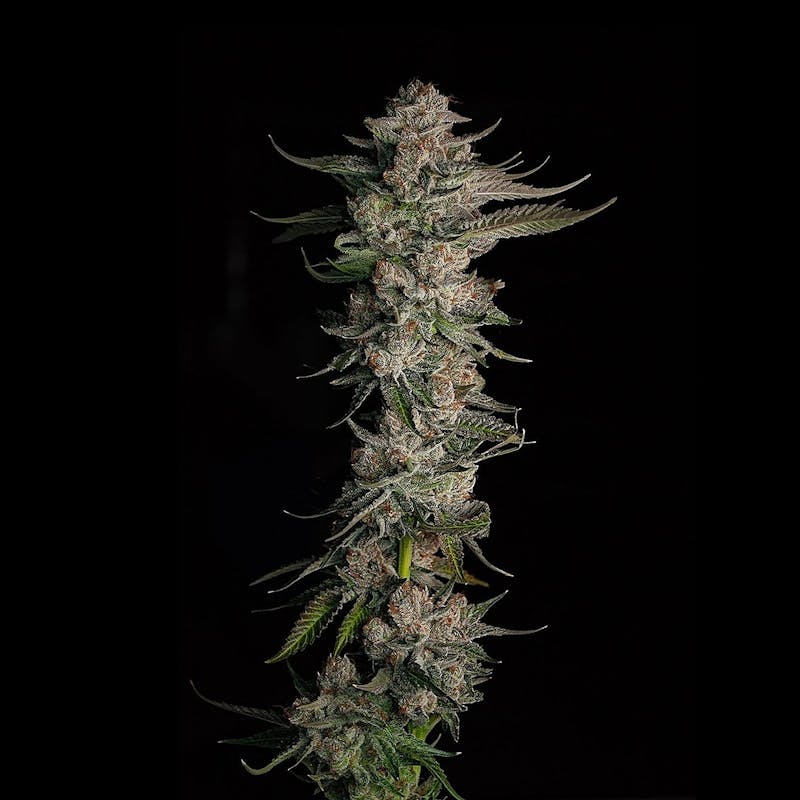 Oregon Roots: Strawberry OG | Leafly