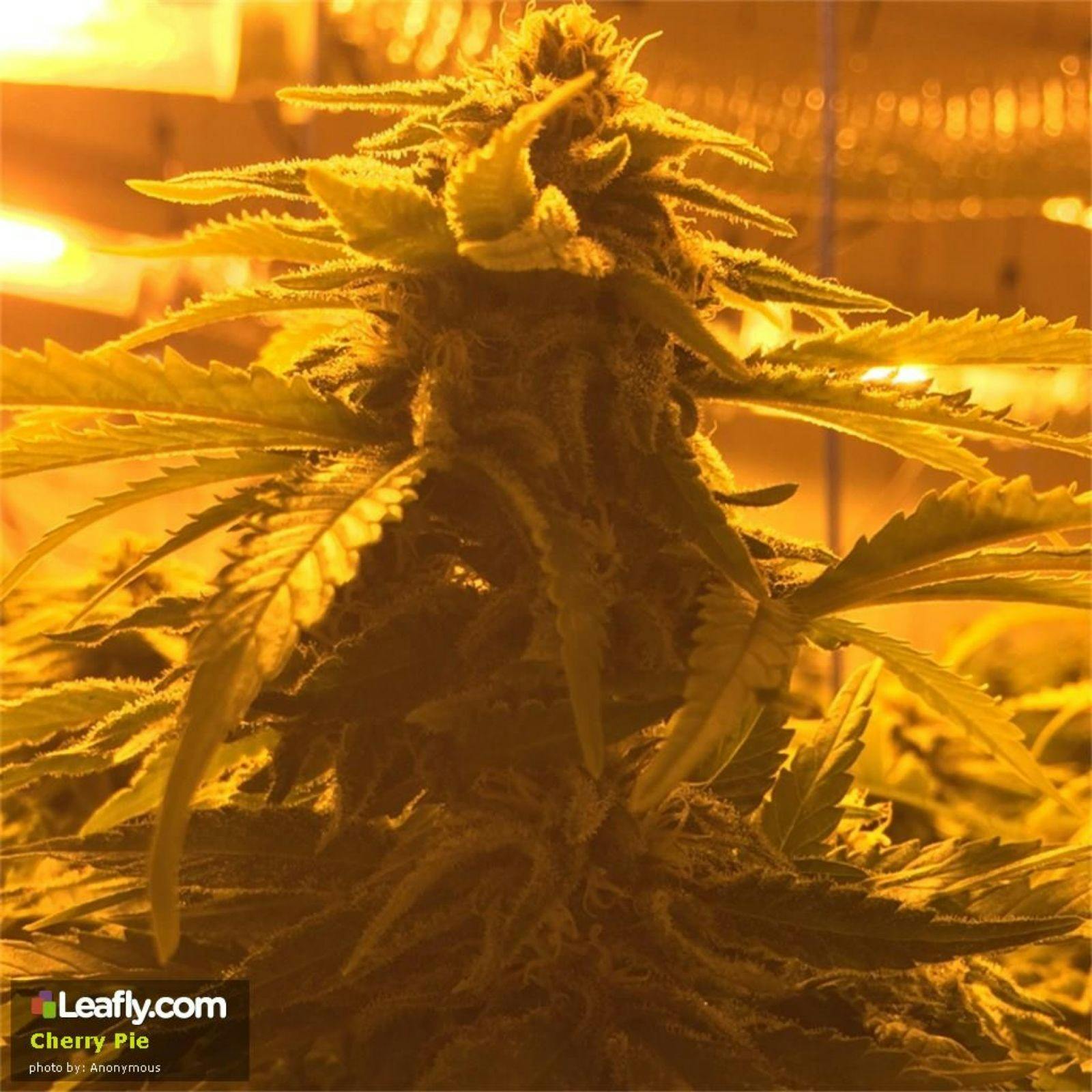 Sixtech: Cherry Pie | Leafly