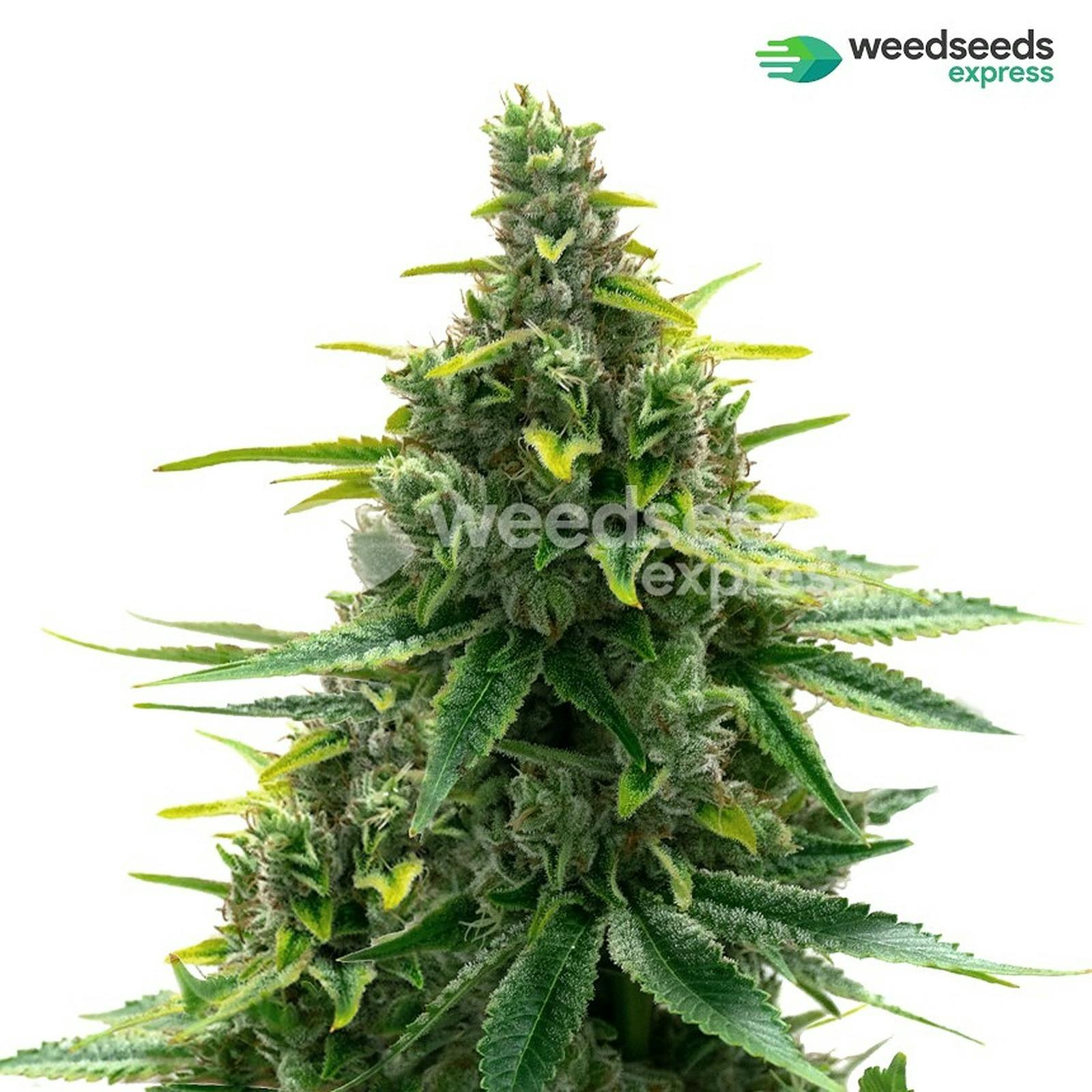 Weedseedsexpress: Diesel autoflowering seeds | Leafly
