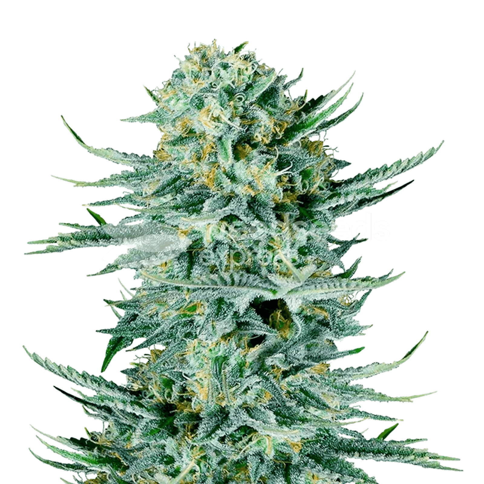 Weedseedsexpress: Blue Dream feminized seeds | Leafly