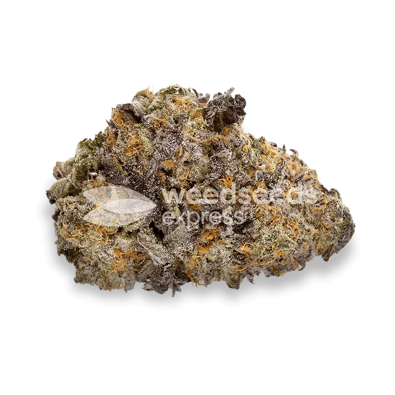 Weedseedsexpress: Purple Gelato autoflower seeds | Leafly