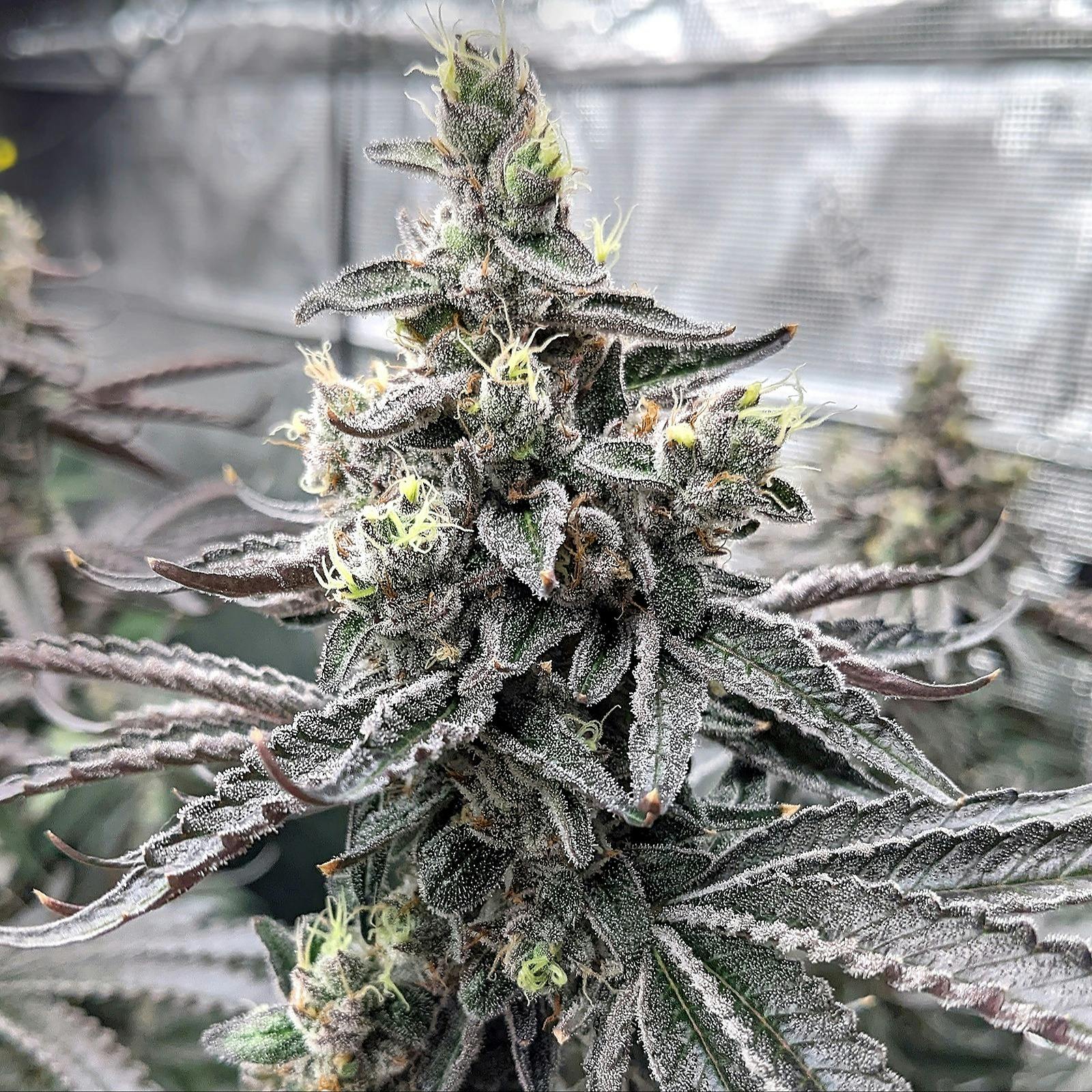 Elev8 Seeds: Cherry Runtz (Hybrid) | Leafly