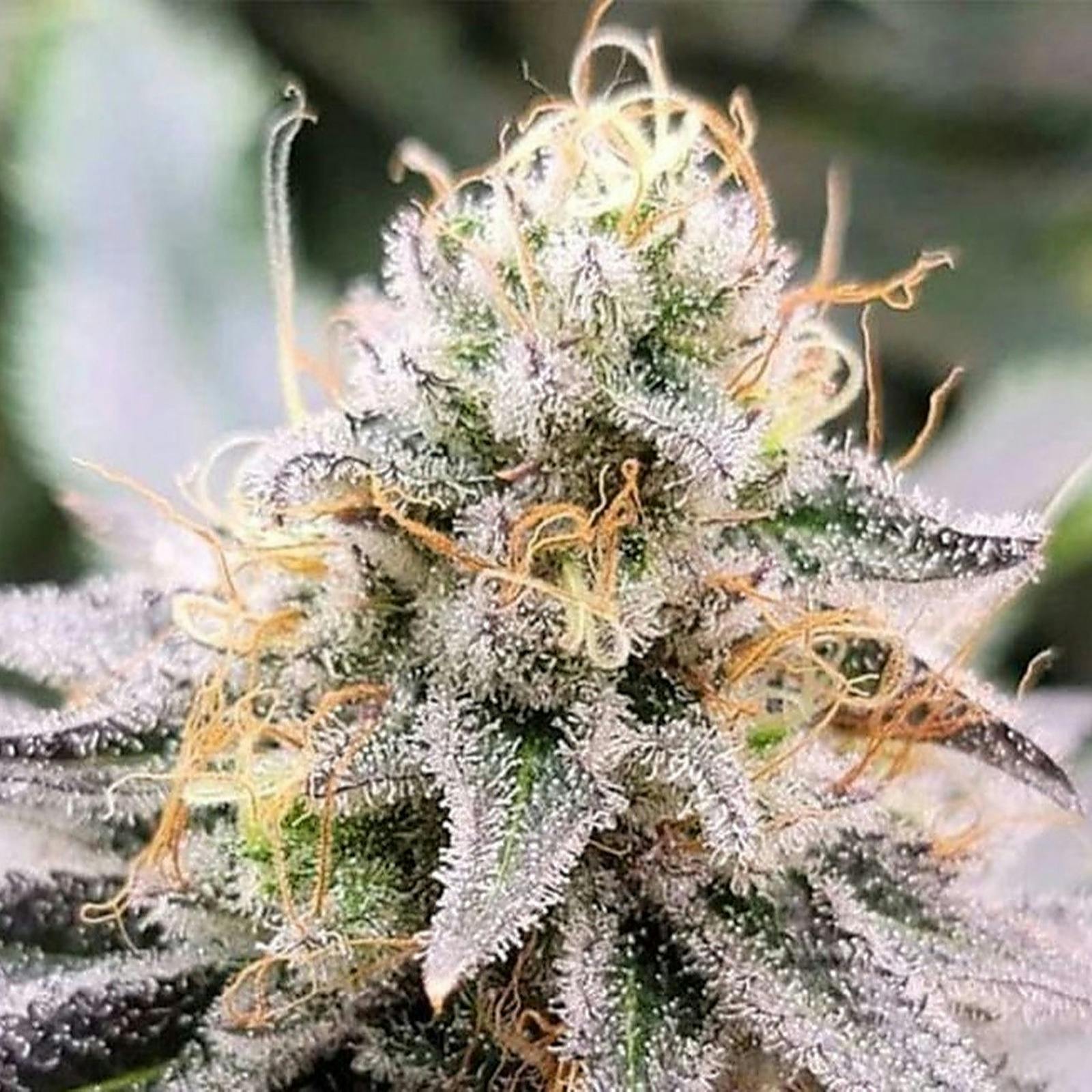 OG Seeds: Cereal Milk Feminized | Leafly