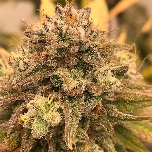 NukeHeads: Nightmare OG Fem Seeds | Leafly