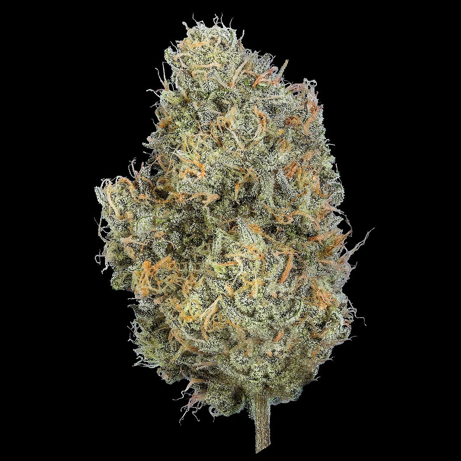 Atlas Seed: Top Gun | Leafly