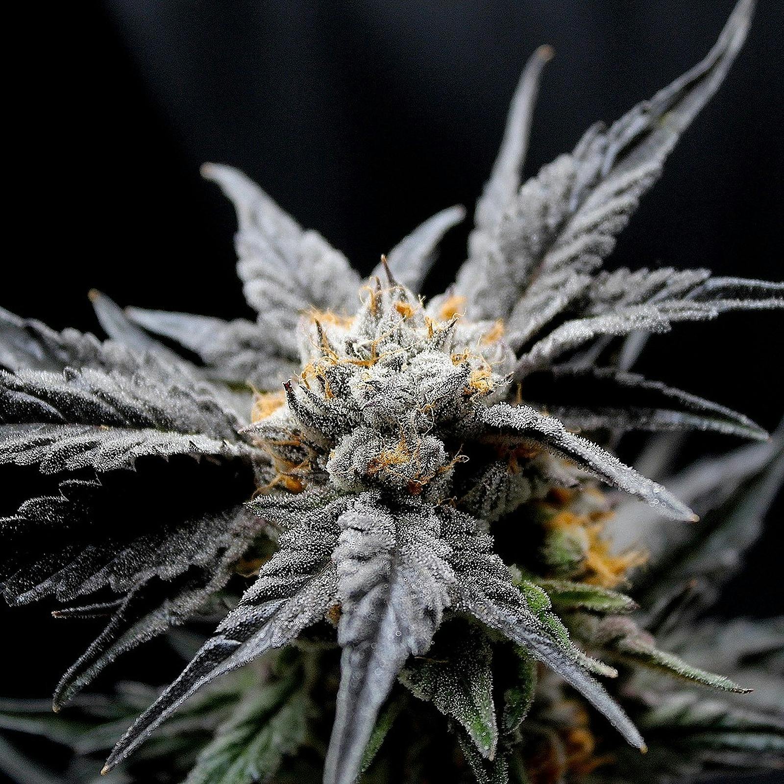 Midnight Fruit Company: Sundae Driver | Leafly