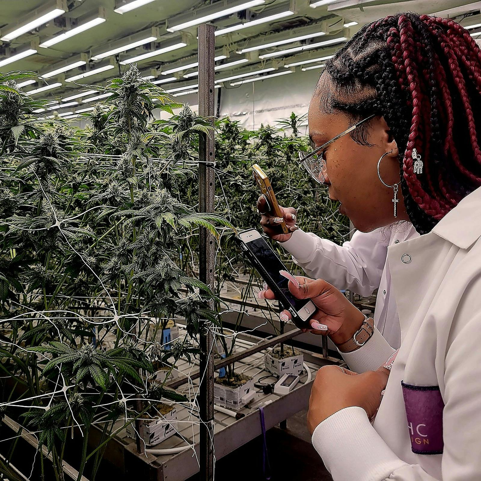 Weed Bus LA: Cannabis Grow and Lounge Bus Tour | Leafly