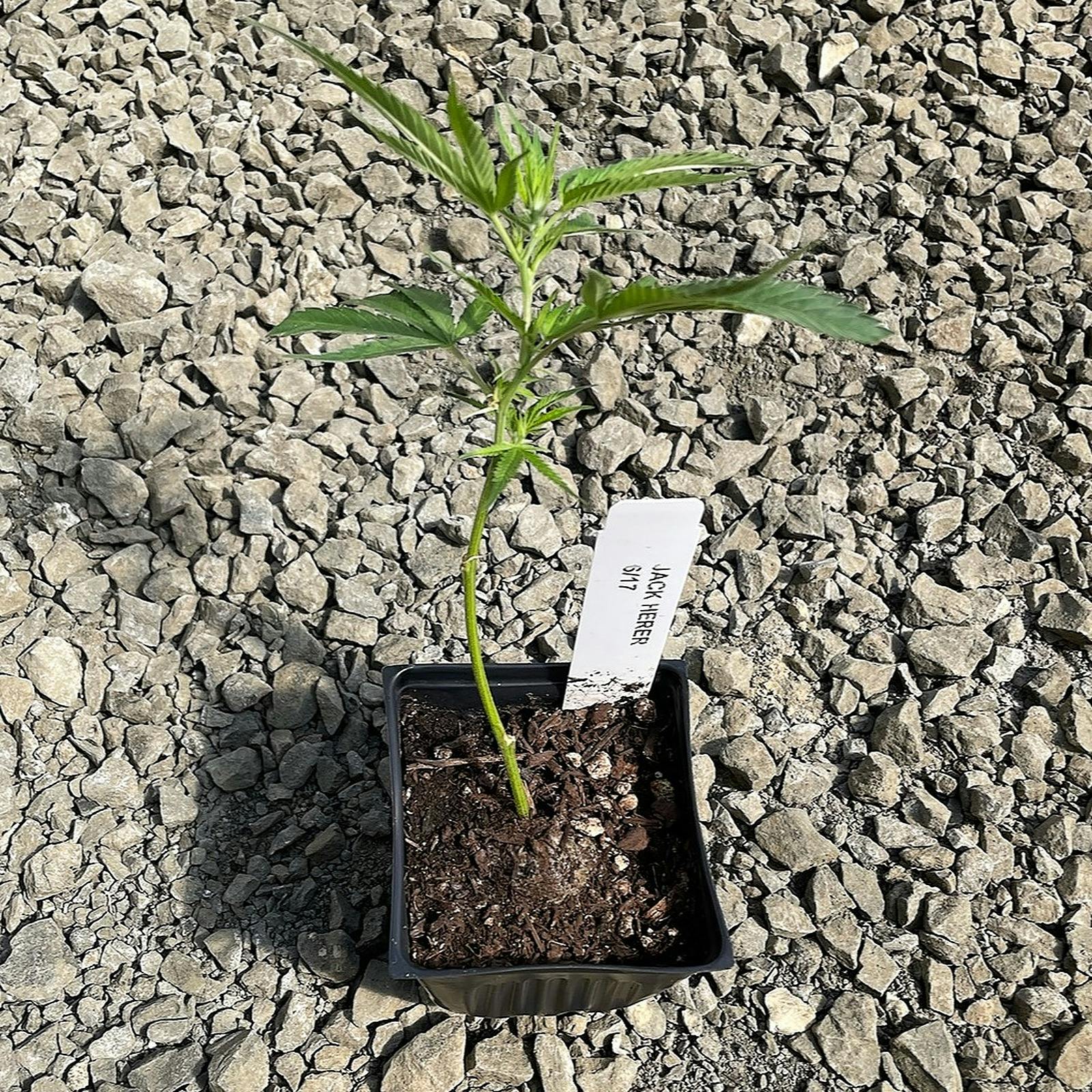 Sun Clone: Jack Herer Clone | Leafly