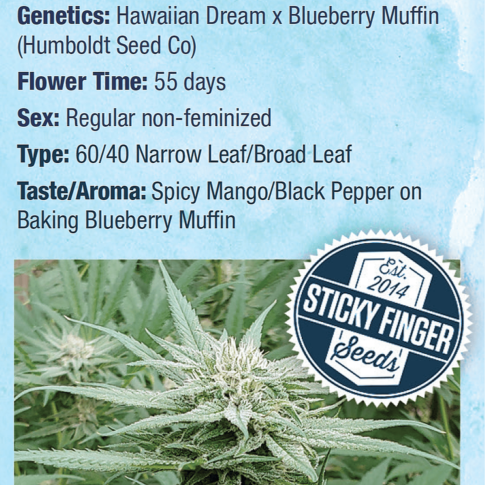 Sticky Finger Seeds: Muffin Dream | Leafly